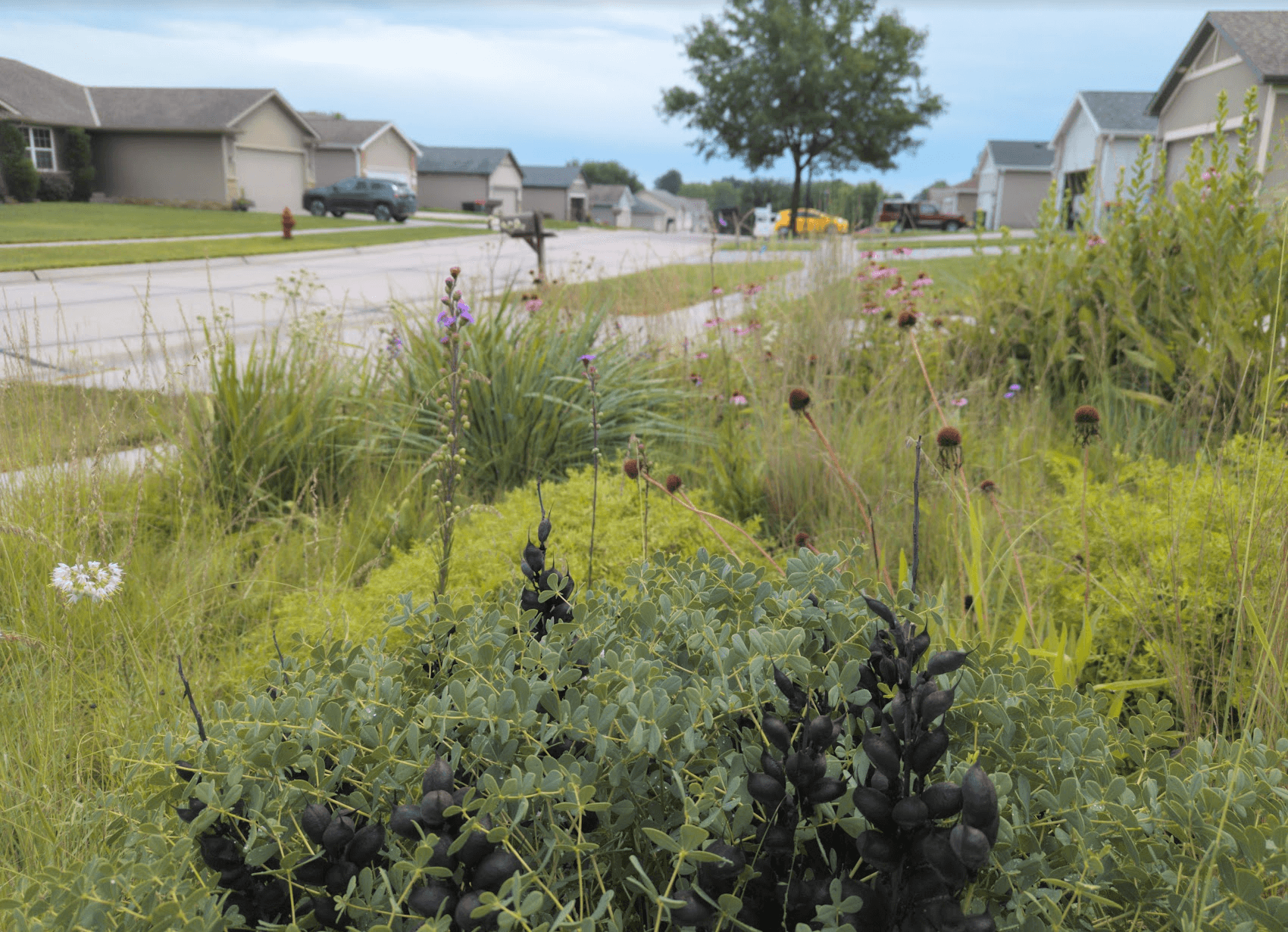 Rethink Pretty in Suburbia with Natural Garden Design