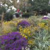 Why Intentional Design is Critical In Natural Gardens