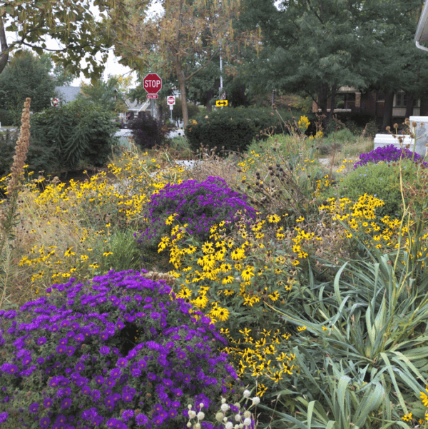 Why Intentional Design is Critical In Natural Gardens