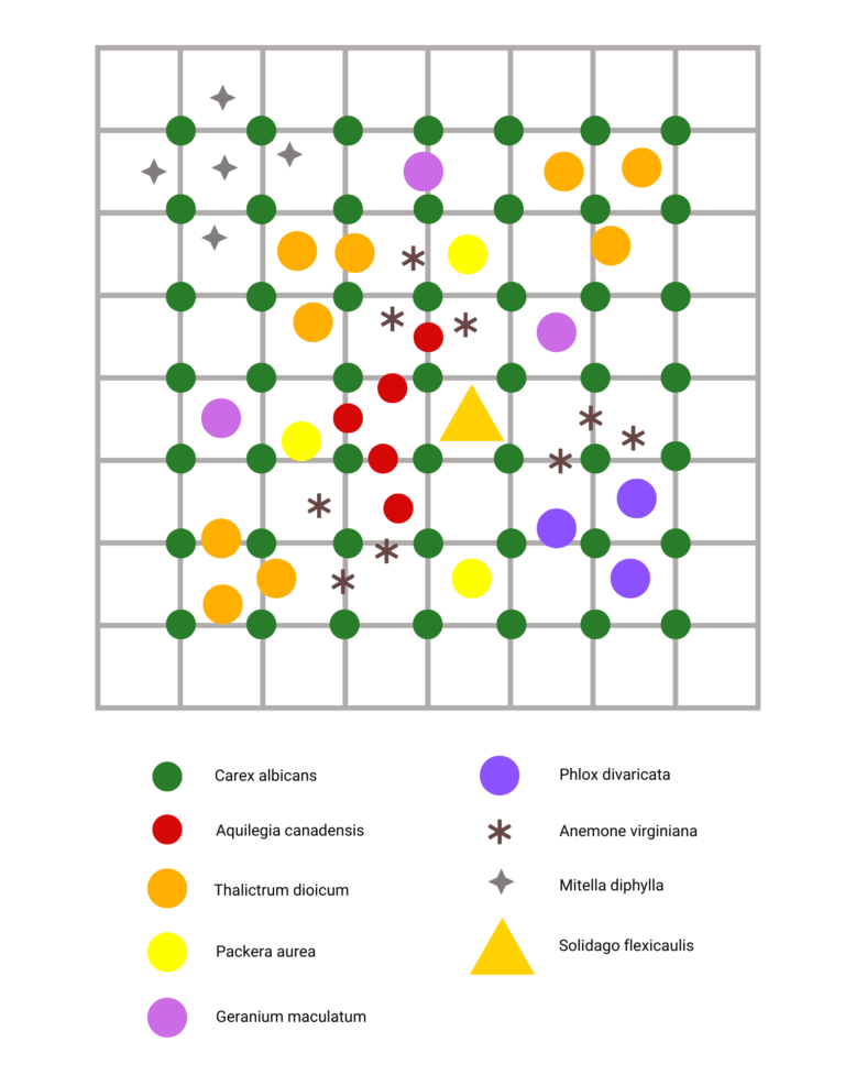 Let's Design a Natural Garden Step by Step