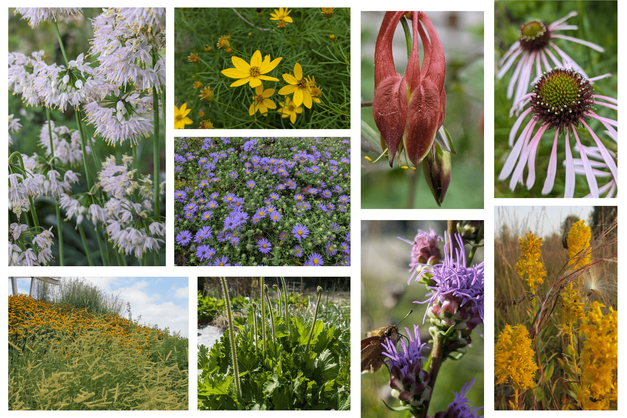 Let's Design a Natural Garden Step by Step